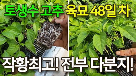 토생수 고추 육묘 48일 차 뿌리 대공 줄기가 안 좋은 기후에도 불구하고 건강하게 너무 잘 컸습니다 토생수를 쓰시면 생장점 작업없이 전부 다분지로 키울 수 있습니다