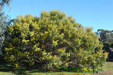Acacia Pycnantha Buy Online Golden Wattle Tubestock