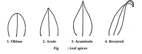 Leaf Structure Types Parts And Modifications Biology Ease