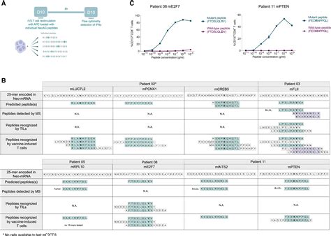 Neoantigen Targeted Dendritic Cell Vaccination In Lung Cancer Patients Induces Long Lived T