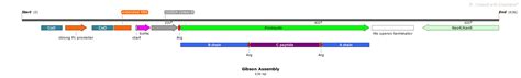 Gibson Assembly Primer Design And Protocol — Neosynbio