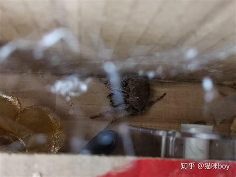 这俩大腹园蛛是公还是母 知乎