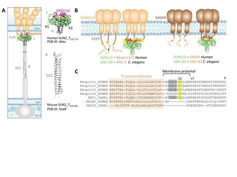 Structure Of Linc Complexes At The Nuclear Envelope A Schematic Download Scientific Diagram