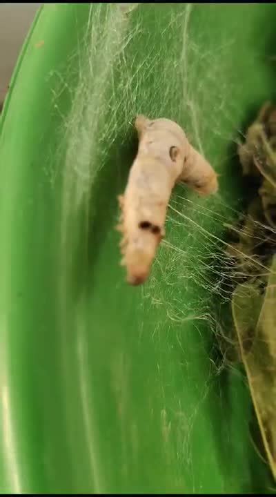 Ashwitha Reddy On Linkedin Entomology Agriculture Sruniversity