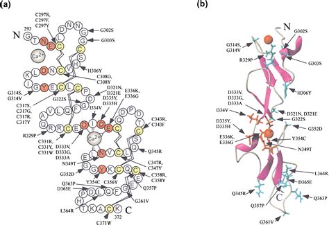 Solution Structure Of The Ldl Receptor Egf Ab Pair Structure