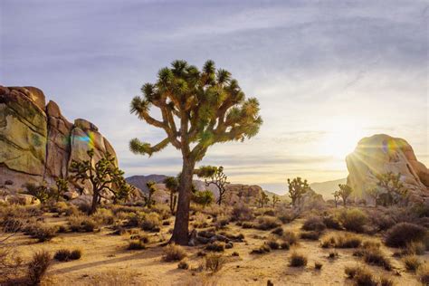 Joshua Tree National Park