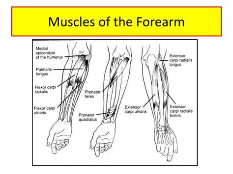 Muscles Of The Forearm Forearm Muscles Anterior Ppt Powerpoint Presentation