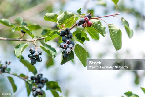 잘 익은 블루 베리와 녹색 잎저기의 가지 파란 하늘을 배경으로 클로즈업 0명에 대한 스톡 사진 및 기타 이미지 0명 가을 계절 Istock