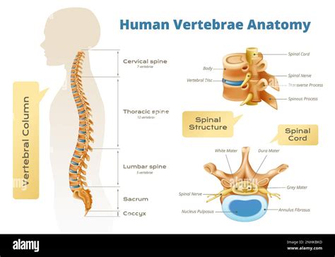 Vertebrae Spinal Cord Anatomy Infographics With Set Of Isolated