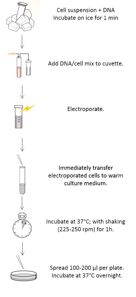 Teampasteur Parisexperiments