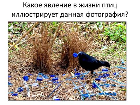 Размножение птиц Сезонные явления в жизни птиц презентация онлайн