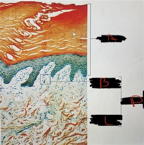 Chapter 5 Flashcards Quizlet