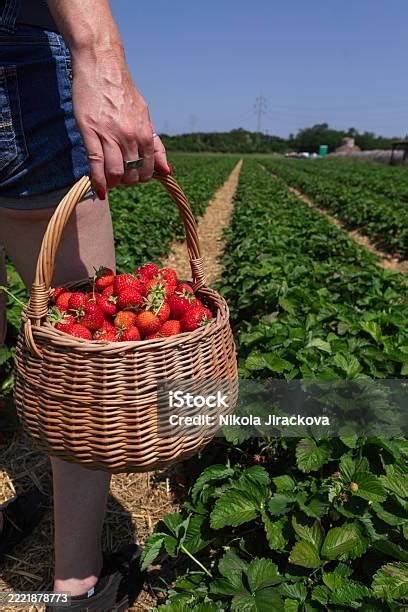 화창한 날에 녹색 들판에 신선한 딸기 바구니를 가진 여자 유기농 과일 수확과 농촌 여름 농업 개념 건강한 생활방식에 대한 스톡 사진 및 기타 이미지 Istock