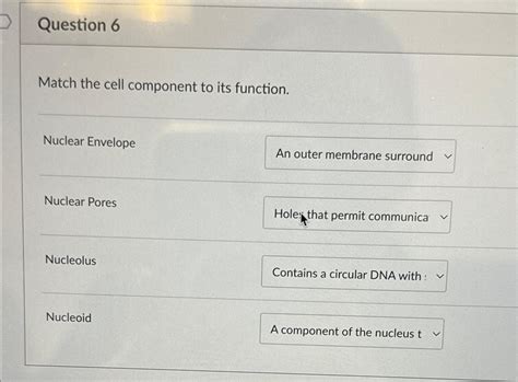 Solved Question Match The Cell Component To Its Chegg