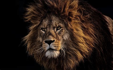 Lion 4k Wallpapers Wallpaper Cave