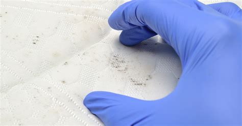 Learn How To Remove Mould From Fabric Prevent It Occurring