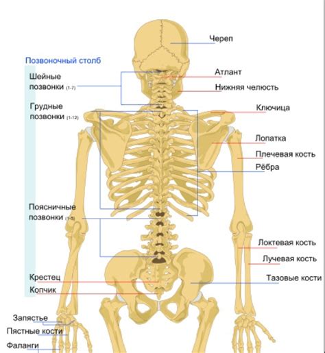 Плиз Заполните таблицу Кости скелета человека Очень надо Школьные Знания Com