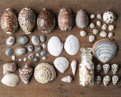 Vintage Seashell Collection Natural History Decor Curiosity Cabinet