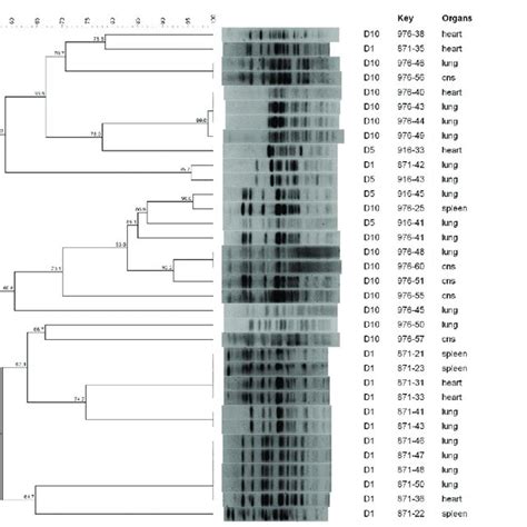 Pfge Dendrogram Of E Coli Isolates Collected From Broilers In Farm A