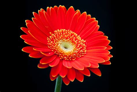 картинки лепесток лето маргаритка Красный сад Иллюстрация Гербера Макросъемка