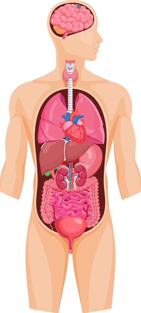 Organs And Organ System Overview Examples And Faqs 53 Off
