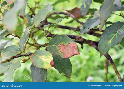 Leaf Disorder Symptom Plant Disease Stock Image Image Of Leaf