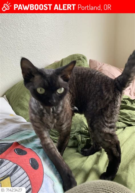 Portland Or Lost Male Cat Ignacio Is Missing Pawboost