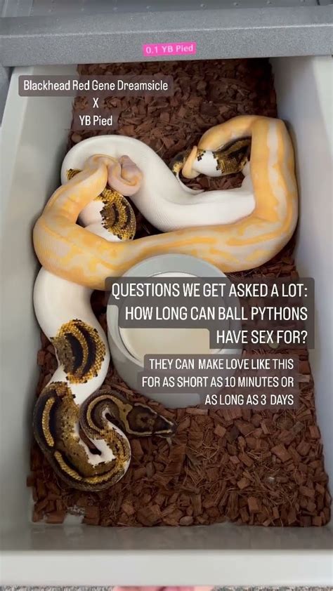 Did You Know That Ball Pythons Can Make Love For Up To 3 Days😳 Youtube