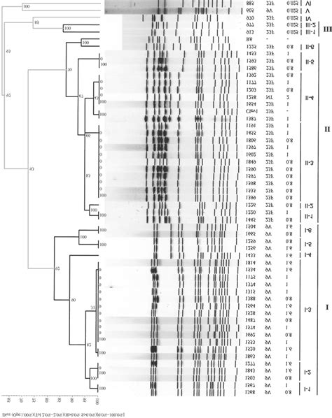 Dendrogram Genetic Relatedness And Pfge Fingerprint Patterns Of 48 Download Scientific