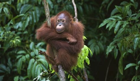 Towering Peaks And Incredible Biodiversity Of Sabah Malaysia Exo Travel Blog