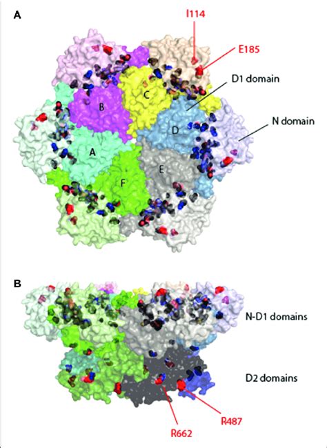 Location Of Pathogenic Mutations In The Structure Of Full Length P97 Download Scientific