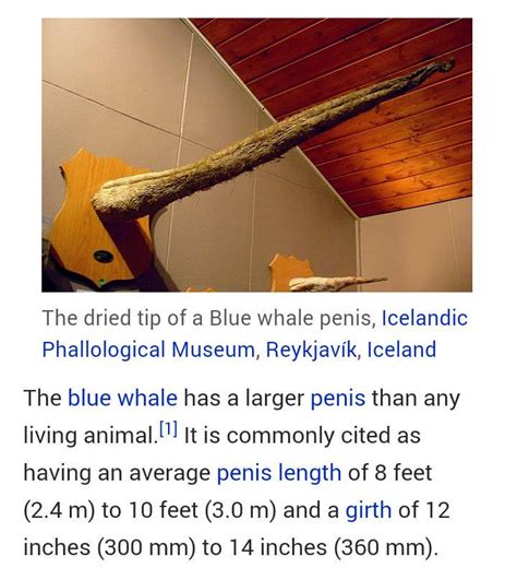 Whale Dork Size