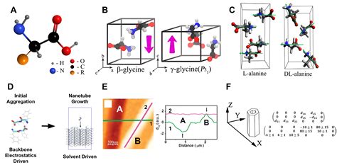 Organic Biodegradable Piezoelectric Materials And Their Potential