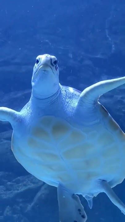 헤엄치는 바다거북 바다거북 거북이 수족관 아쿠아리움 Youtube