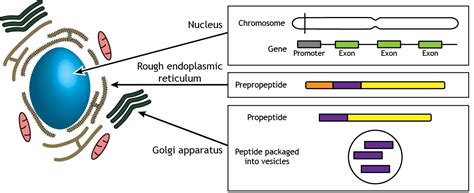 Neurotransmitter Synthesis And Storage Foundations Of Neuroscience