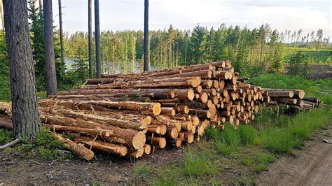 Logs Stack Log Wood Tree Free Photo On Pixabay