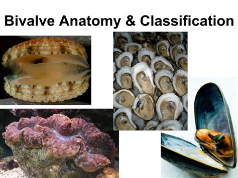 Bivalve Anatomy Classification DocsLib