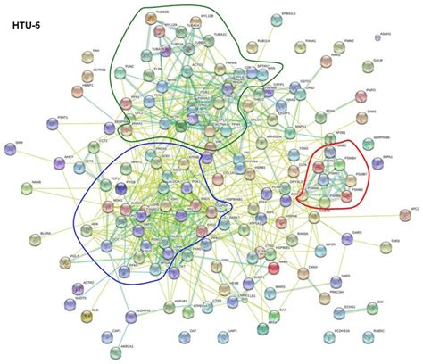 String Network Analysis Of The 160 Interaction Proteins Found For Htu 5