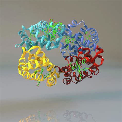 Haemoglobin Photograph By Karsten Schneiderscience Photo Library Pixels