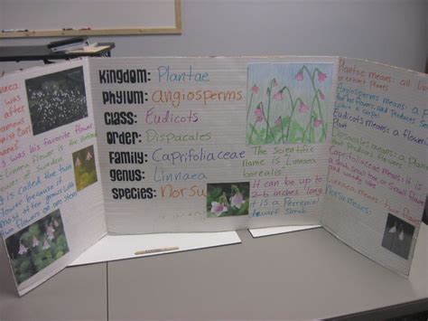 Linnaeus Taxonomy Classification Homeschool Science Challenges