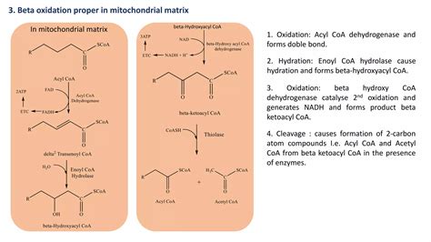 Lipid Metabolism Beta Oxidation Of Fatty Acids Pptx Endocrine And