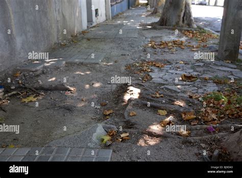 Tree Roots Sidewalk High Resolution Stock Photography And Images Alamy