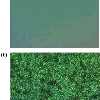 Optical Textures Of P1 Films At Room Temperature Textures A And B