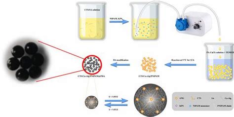 海藻酸钙聚异丙基丙烯酰胺水凝胶双交联网络的构建及其光热响应吸收重金属离子journal Of Applied Polymer