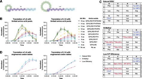 Monitoring The Translational Efficiency Of Model Macrocycle Libraries Download Scientific