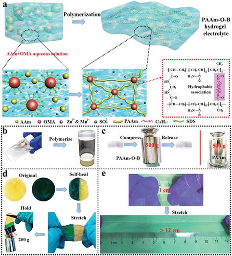 A Schematic Illustration Of The Synthesis Of Paam‐o‐b Hydrogel