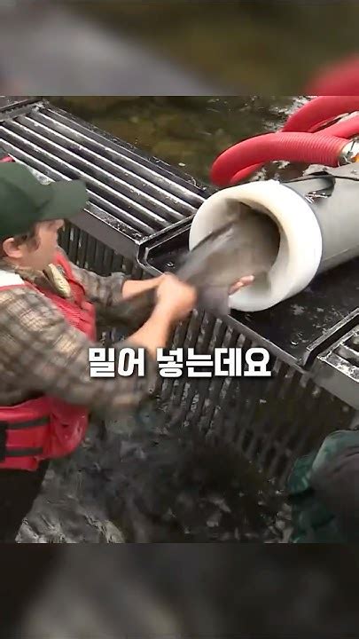 연어를 구멍에 넣는 이유 Youtube