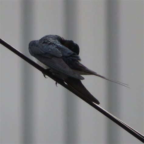 ツバメさんの羽繕い モフモフ鳥さんぽ