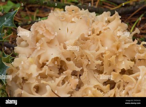 Wood Cauliflower Cauliflower Fungus Sparassis Crispa Rosette Of