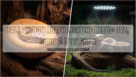 Ball Python Tank Setup Complete Guide For Perfect Habitat 2025